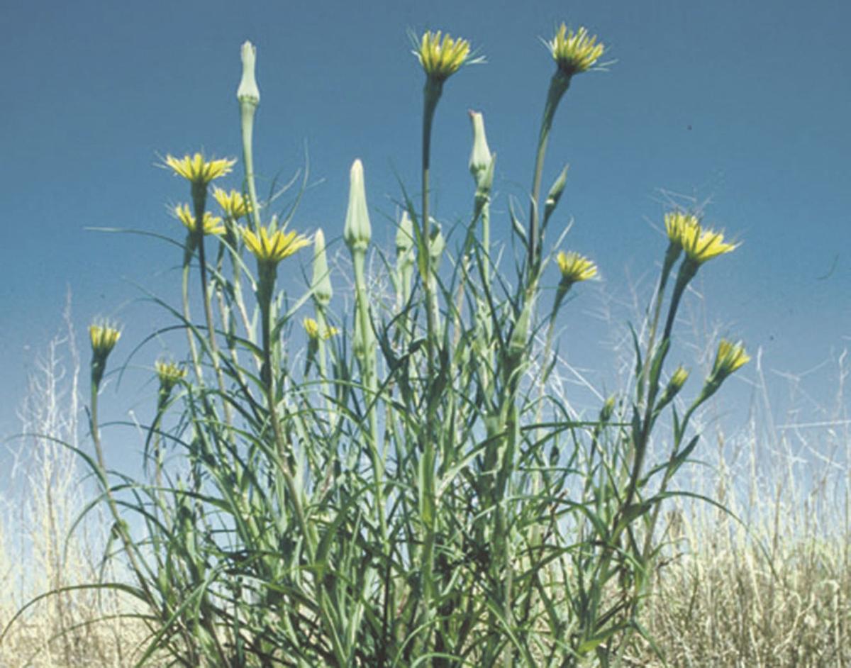 War on Weeds: Western salsify, goats beard or giant dandelion | War on ...