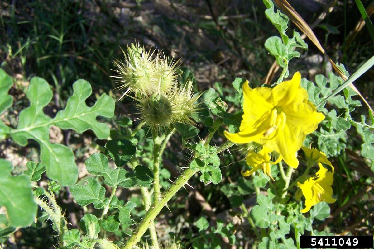 War on Weeds: Buffalobur | War on Weeds | postregister.com
