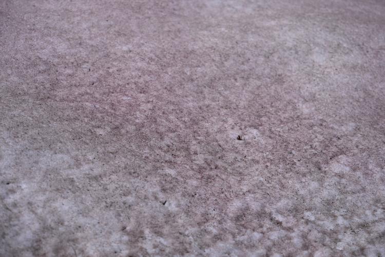 'Watermelon snow' piques curiosities in Utah after abnormally wet ...