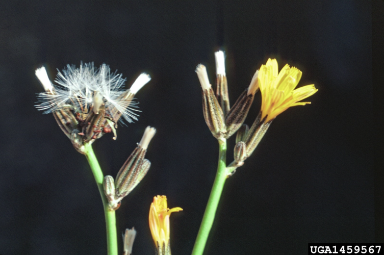 War on Weeds: Rush skeletonweed | Pests & Weeds | postregister.com