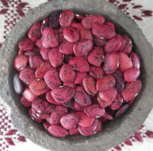 'GET GROWING': Giving Ground Seeds offers rare varieties of organic ...