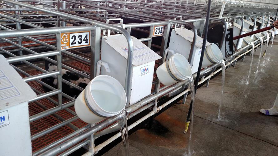 Barnyard Basics: Importance of water for dairy calves | Columnists ...