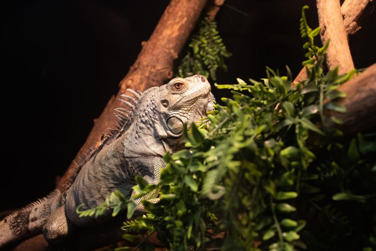 Museum of Idaho to feature its first live-animal exhibit, which opens ...