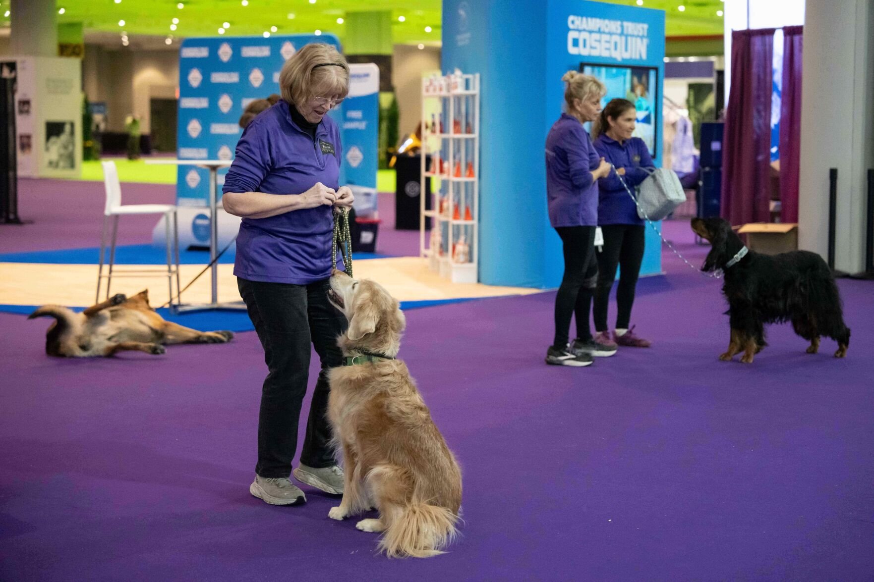 Westminster Dog Show | National News | postregister.com