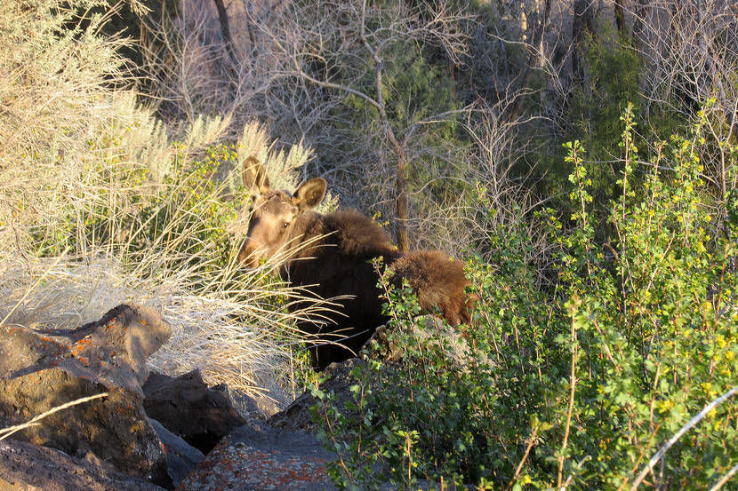 Rock climbing with a moose | Outdoors | postregister.com