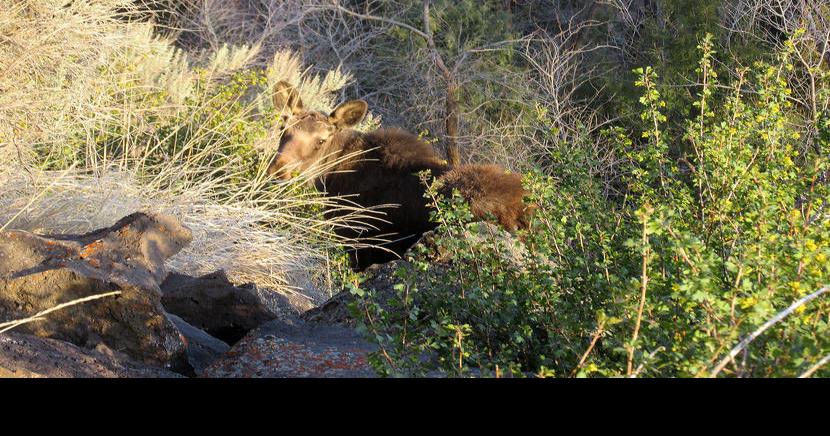 Rock climbing with a moose | Outdoors | postregister.com