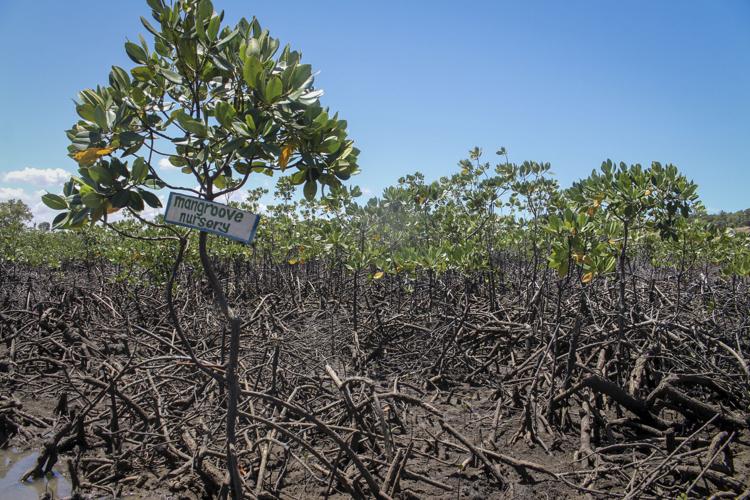 Growing African mangrove forests aim to combat climate woes | Features ...