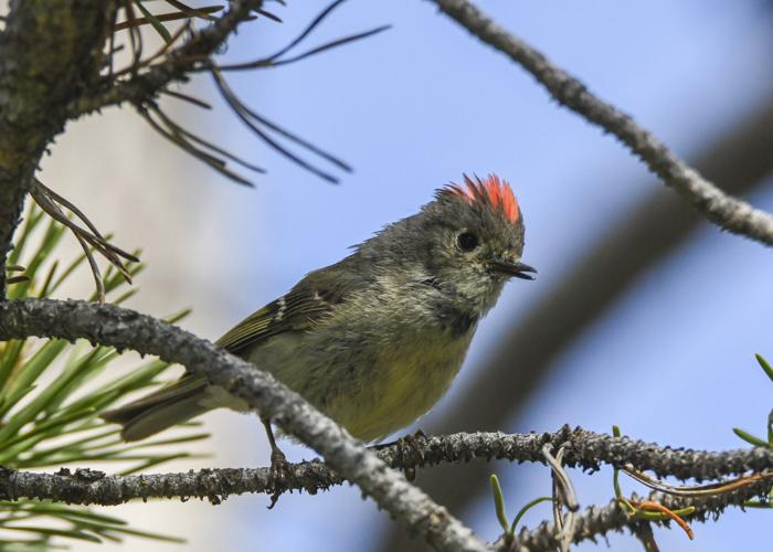 ruby crowned kinglet habitat