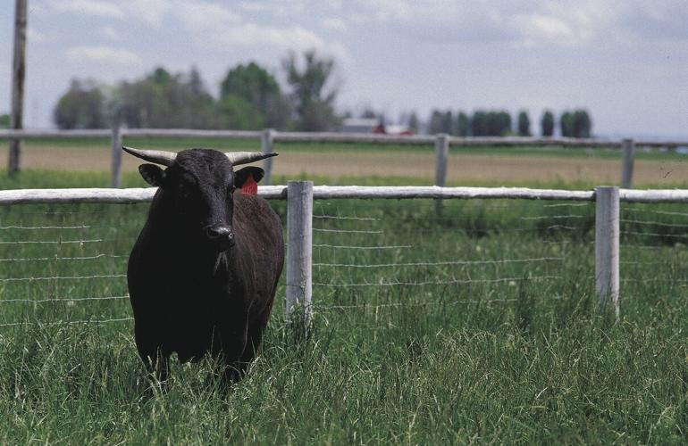 Barnyard Basics: Wagyu cattle: Many benefits with this unique breed ...