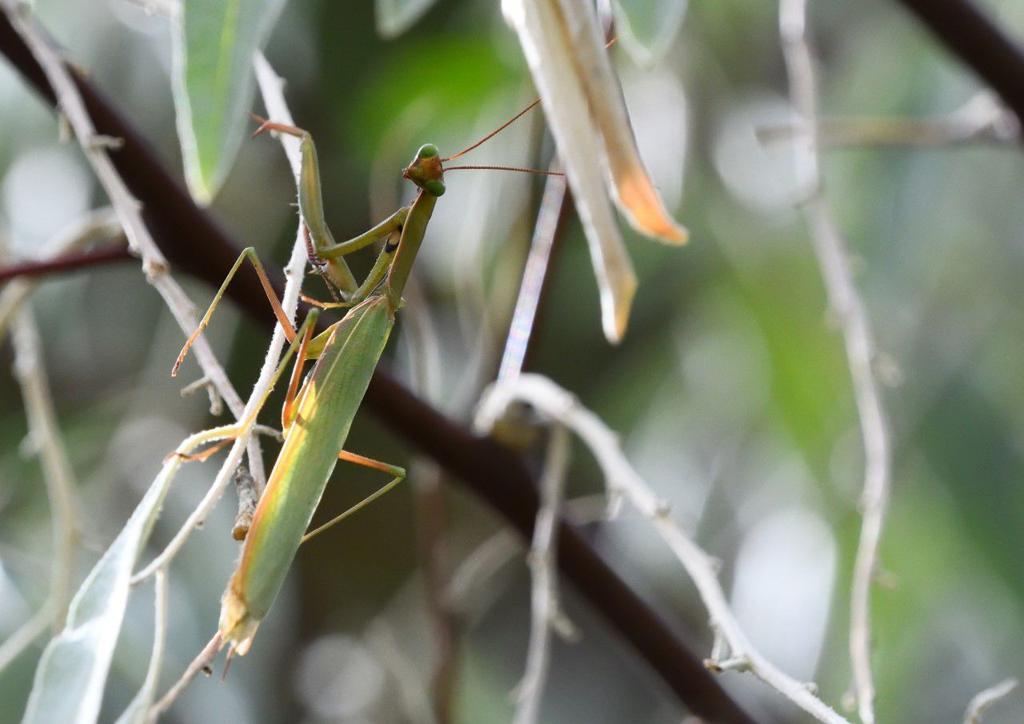 how to cook praying mantis