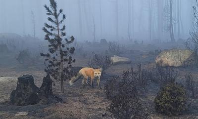 Rain showers help slow Moose fire's spread | Local News | postregister.com