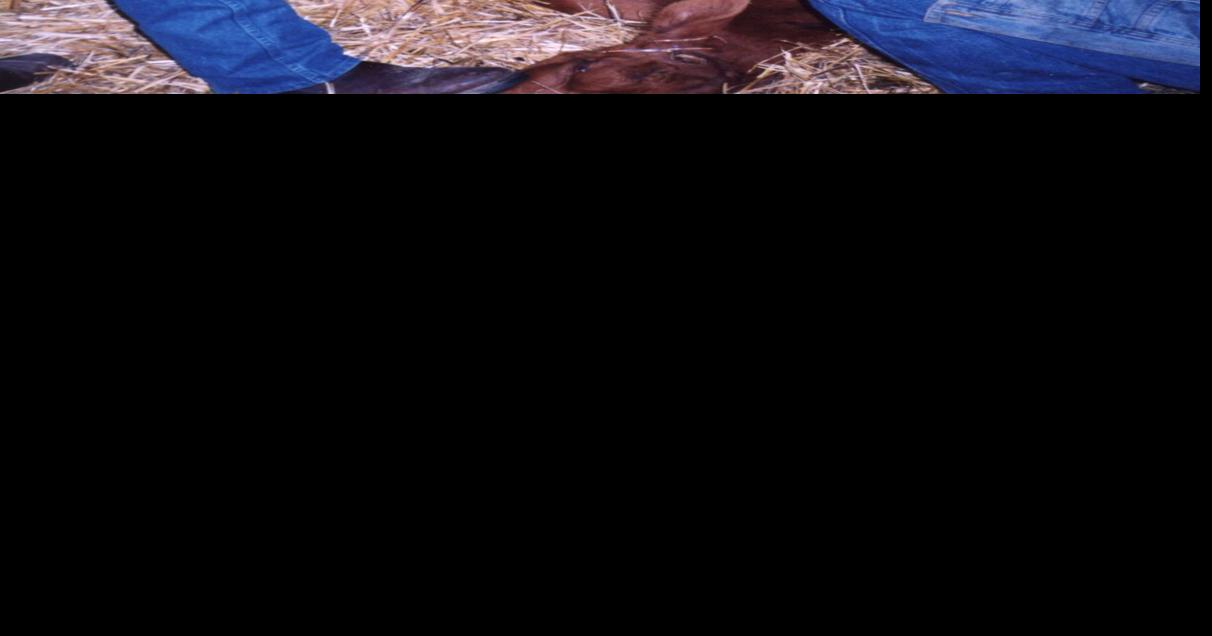 Emergency IV for dehydrated calves | Farm & Ranch | postregister.com