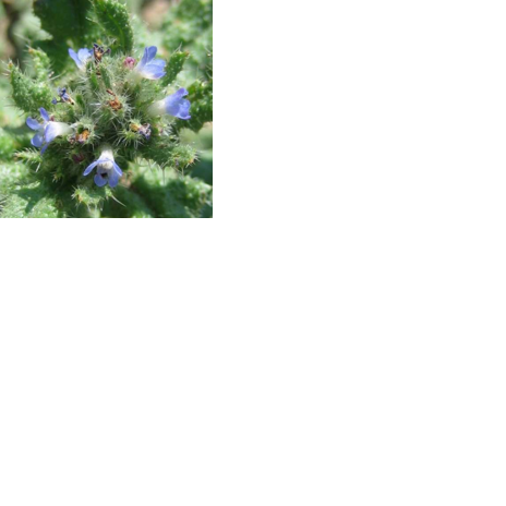 War on Weeds: Small bugloss | Pests & Weeds | postregister.com