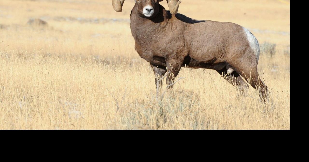 FWP launching studies to understand Montana's bighorn sheep populations ...