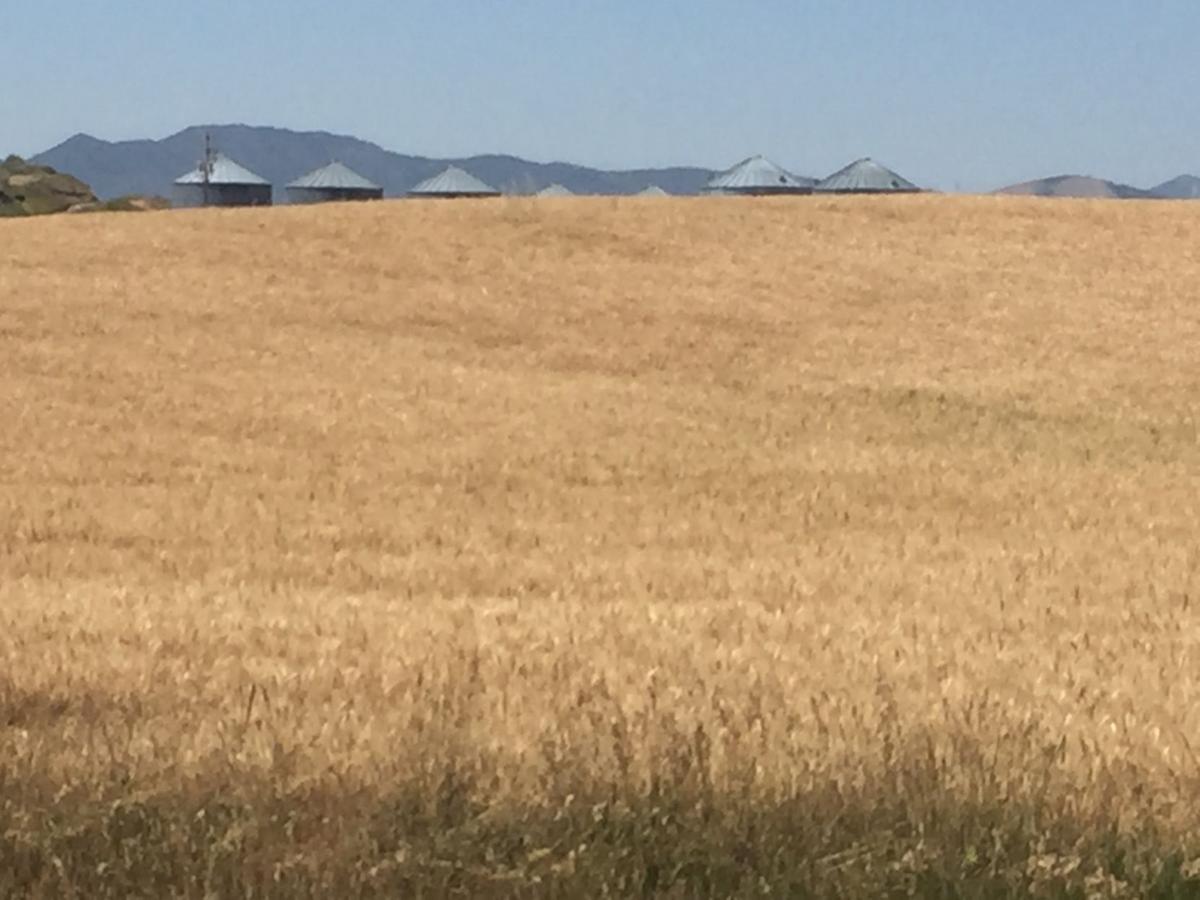 Idaho dry-land wheat rebounds thanks to wet May, June | Grain ...