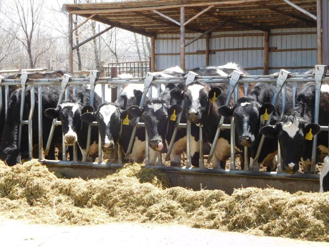 Nelson Dairy: Balancing tradition and innovation | Local | postregister.com