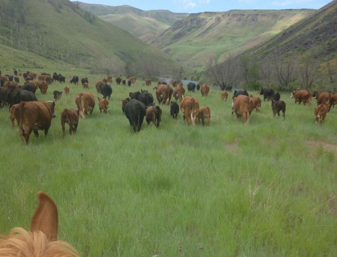 Co-existing with cattle on the South Fork Boise River | Livestock ...