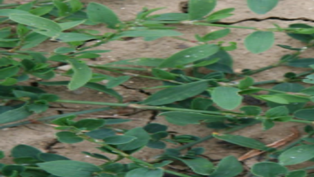 prostrate knotweed uk