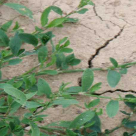 prostrate knotweed weed