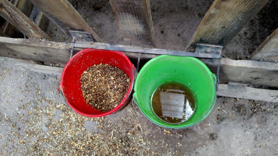 Barnyard Basics: Importance of water for dairy calves | Columnists ...