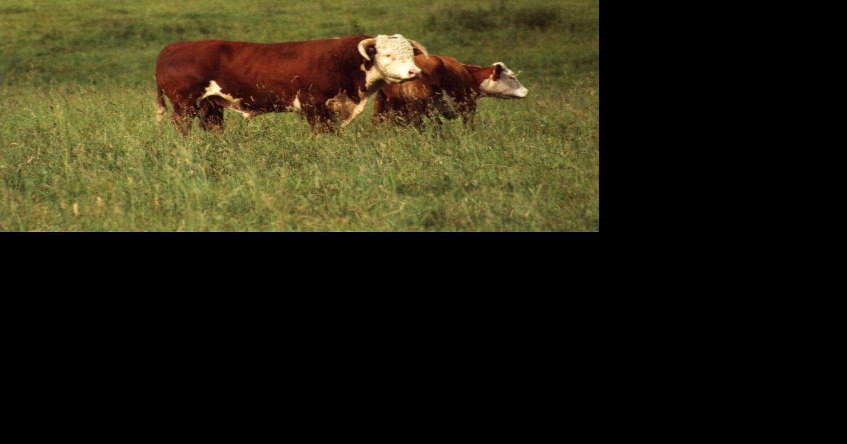 Bull basics | Livestock | postregister.com