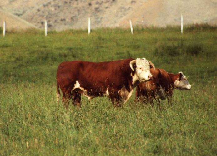 Bull basics | Livestock | postregister.com