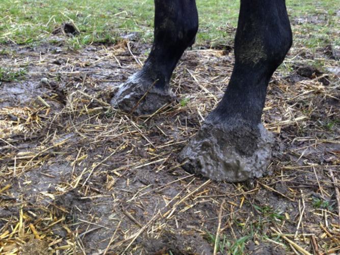 Barnyard Basics: Pay attention to your horse’s feet | Columnists ...