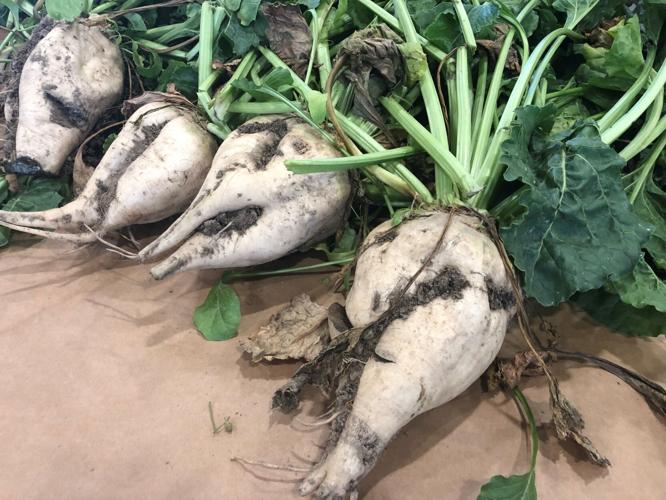 sugar beet