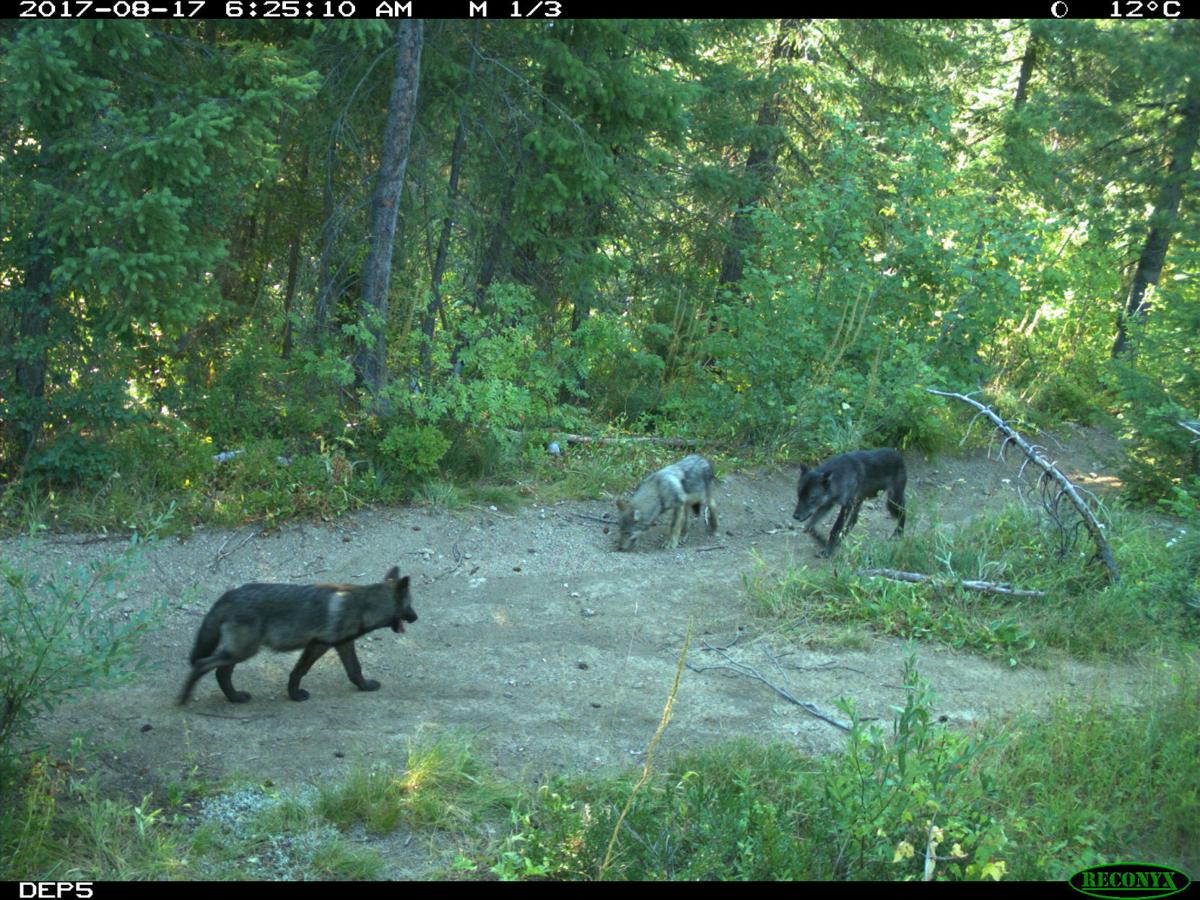 Wolves in the West: Wolf management in Idaho | Livestock | postregister.com