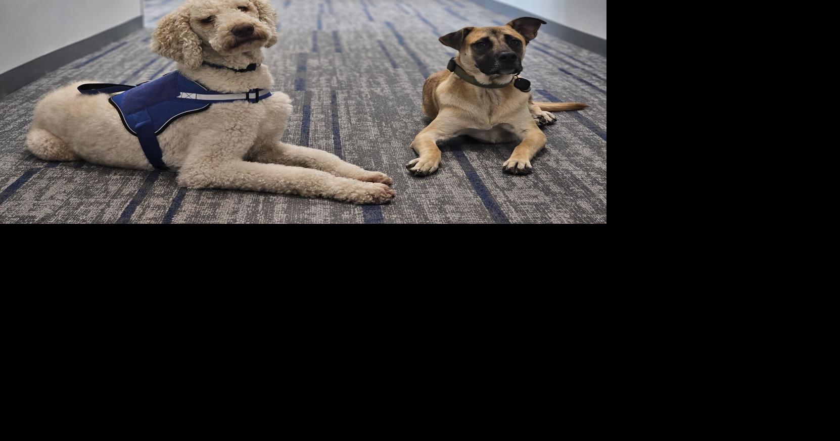 IFPD shows off wellness dogs | Local News | postregister.com