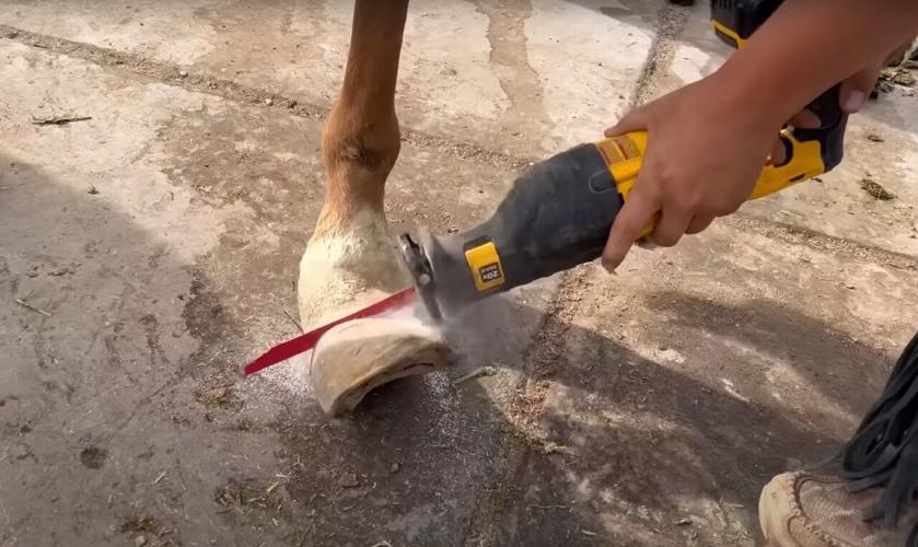 Real-life rocking horse receives care from Idaho Horseshoeing School in ...