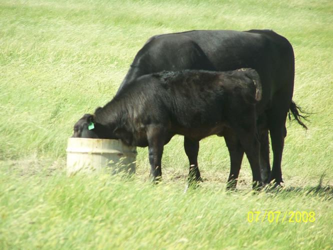 Barnyard Basics: Preventing bloat in cattle on pasture | Columnists ...