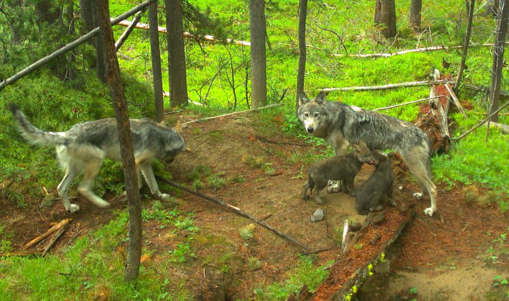Idaho wolf killings up to 570 over past year | Farm & Ranch ...