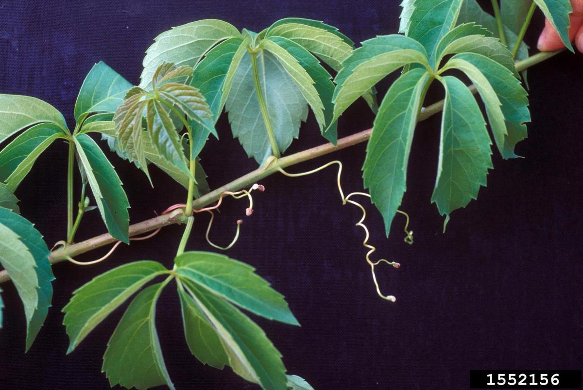 War on Weeds: Virginia creeper | War on Weeds | postregister.com