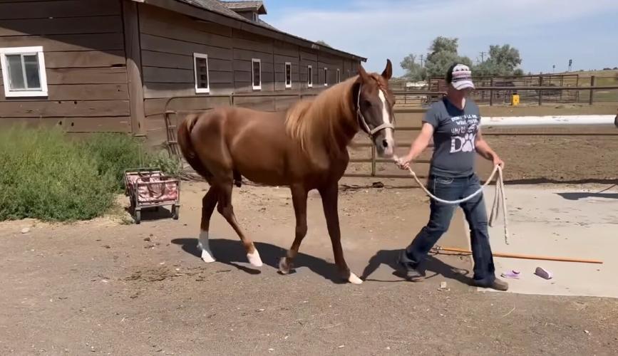 Real-life rocking horse receives care from Idaho Horseshoeing School in ...