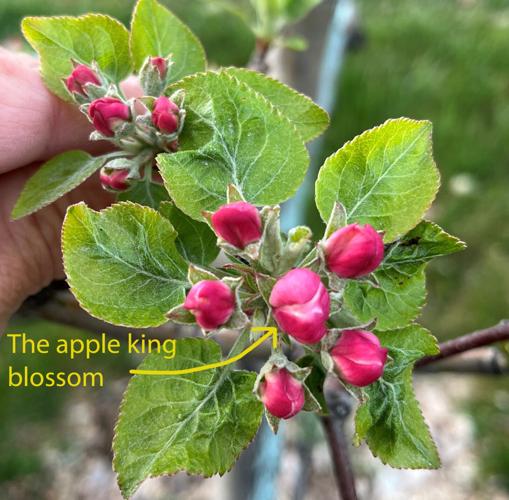 In the Garden: Did your fruit blossoms freeze? | Columnists ...