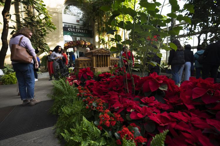Checkered history of poinsettia's namesake, flower's origins get new ...