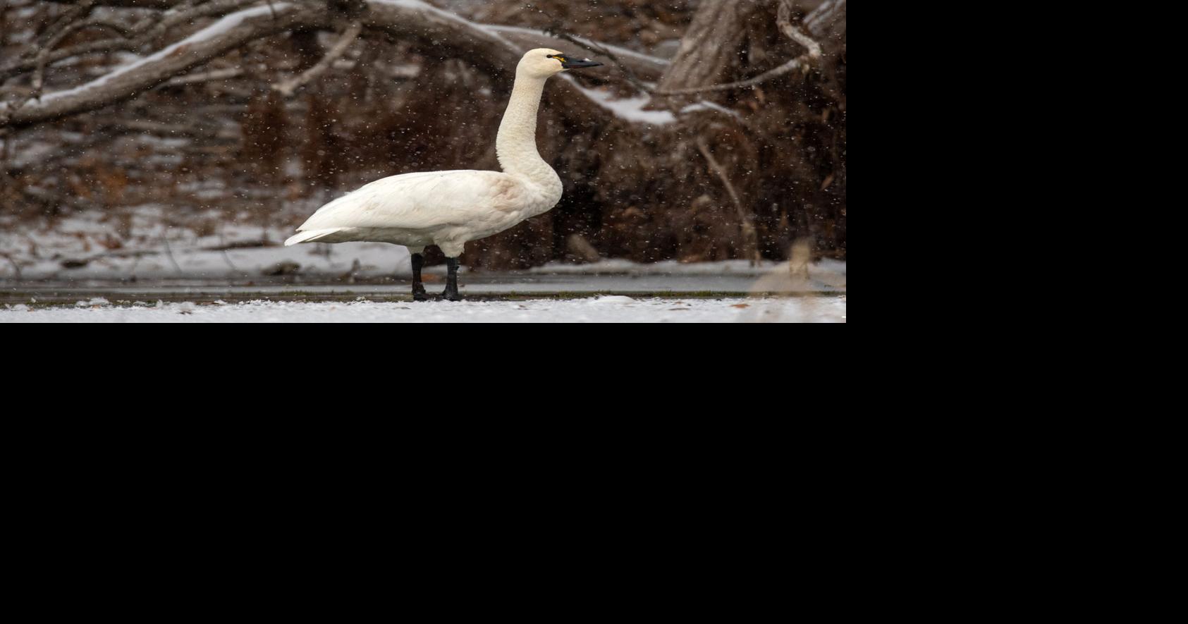 Wild swan chase: Downed bird brings adventure to INL laborer’s Veterans ...