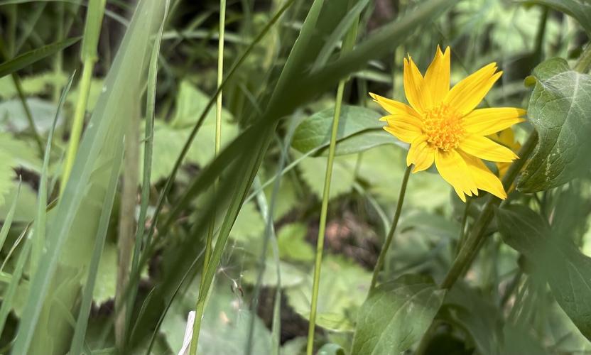 Not for the faint of heart: Kelly Canyon takes disc golf to the next ...