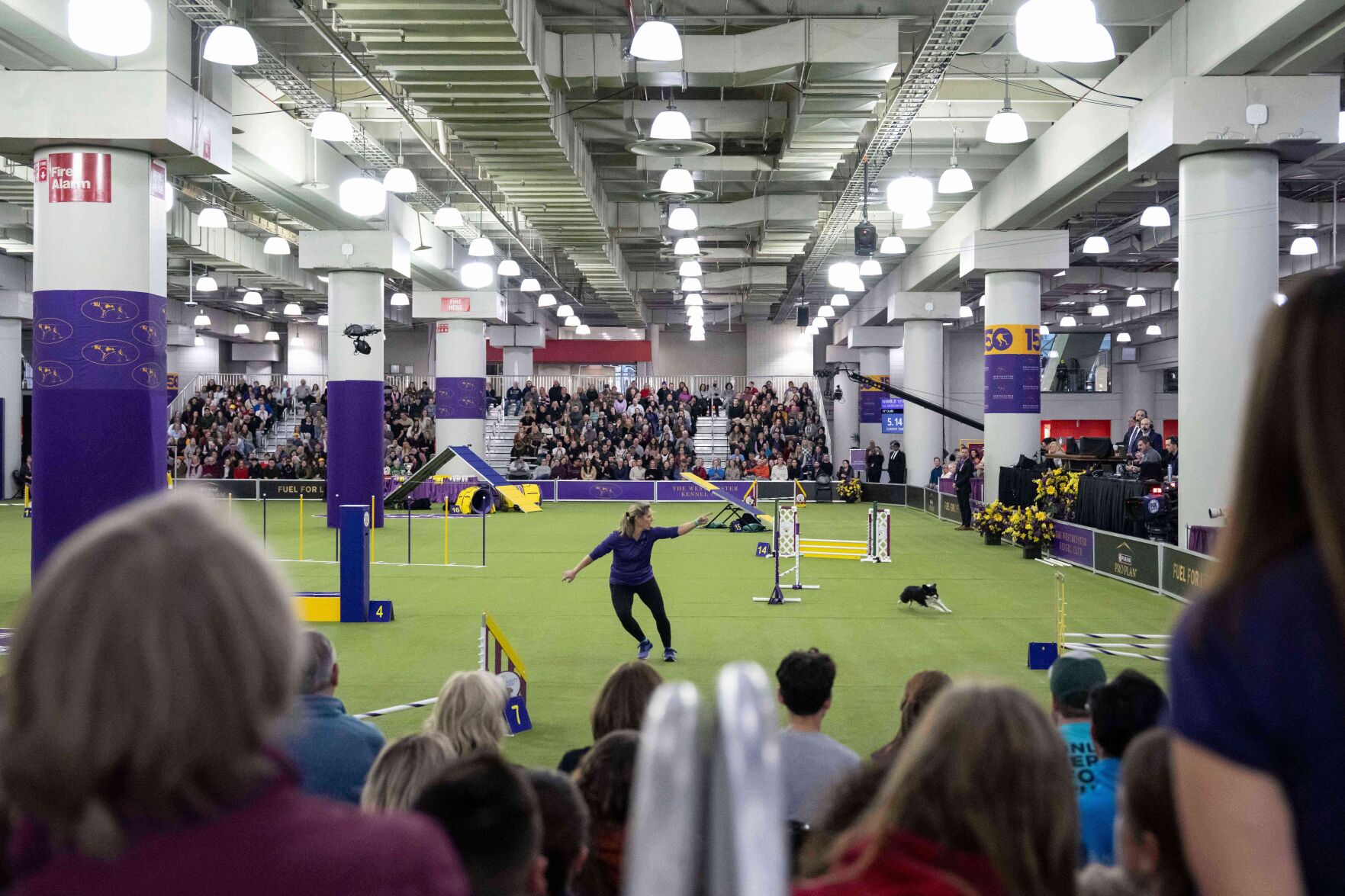 Westminster Dog Show | National News | postregister.com
