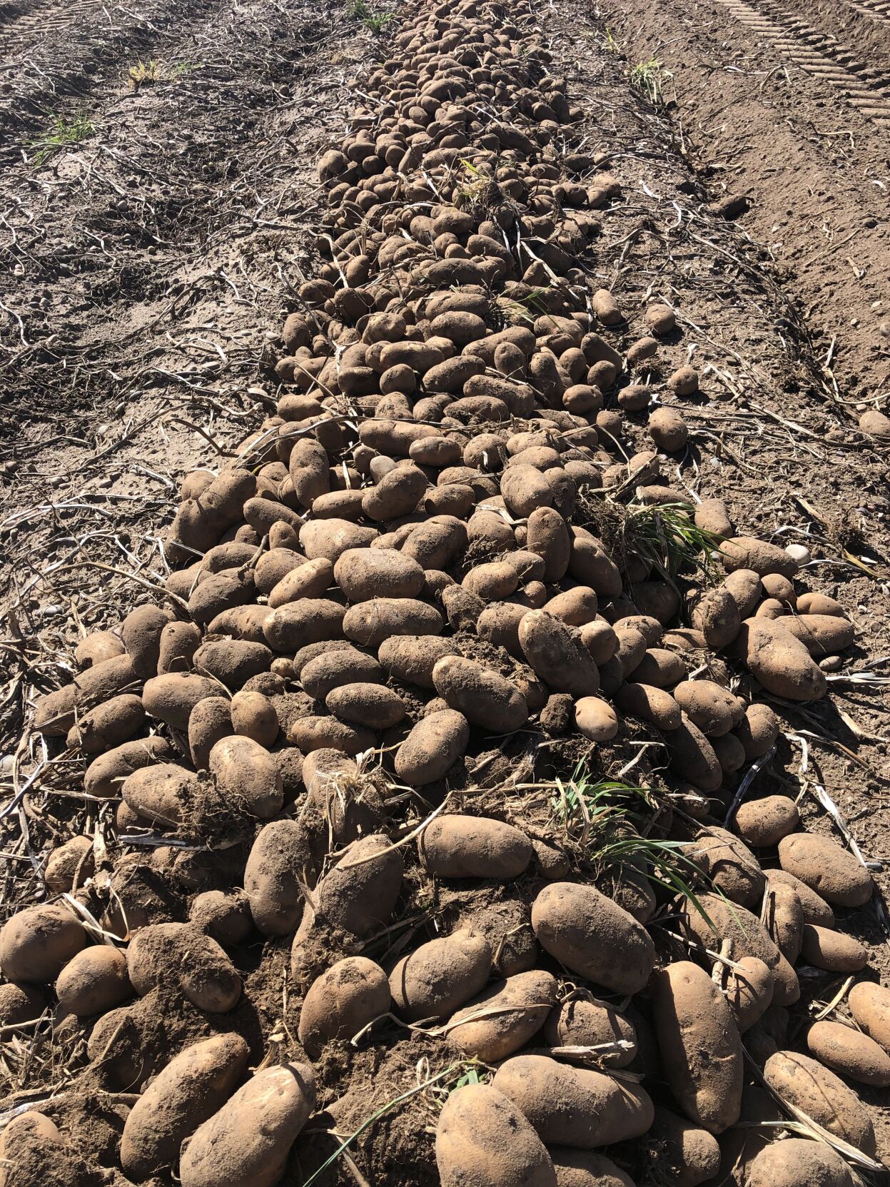 With fresh U.S. spuds now flowing into Mexico, domestic potato industry ...