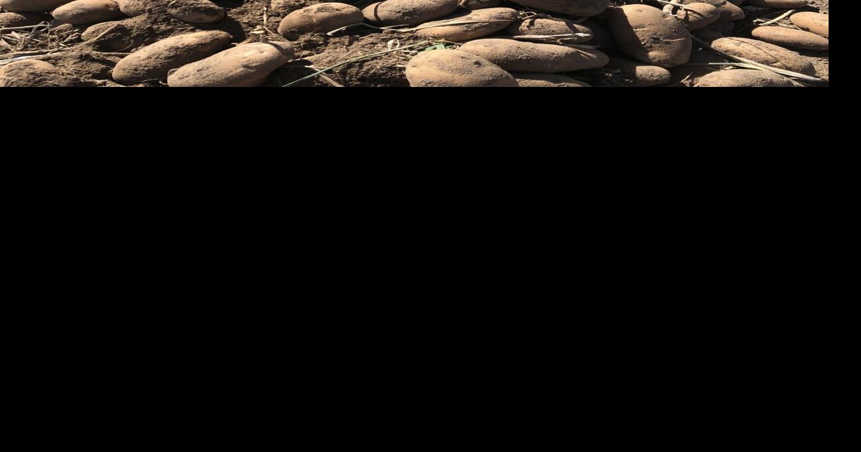 With fresh U.S. spuds now flowing into Mexico, domestic potato industry ...