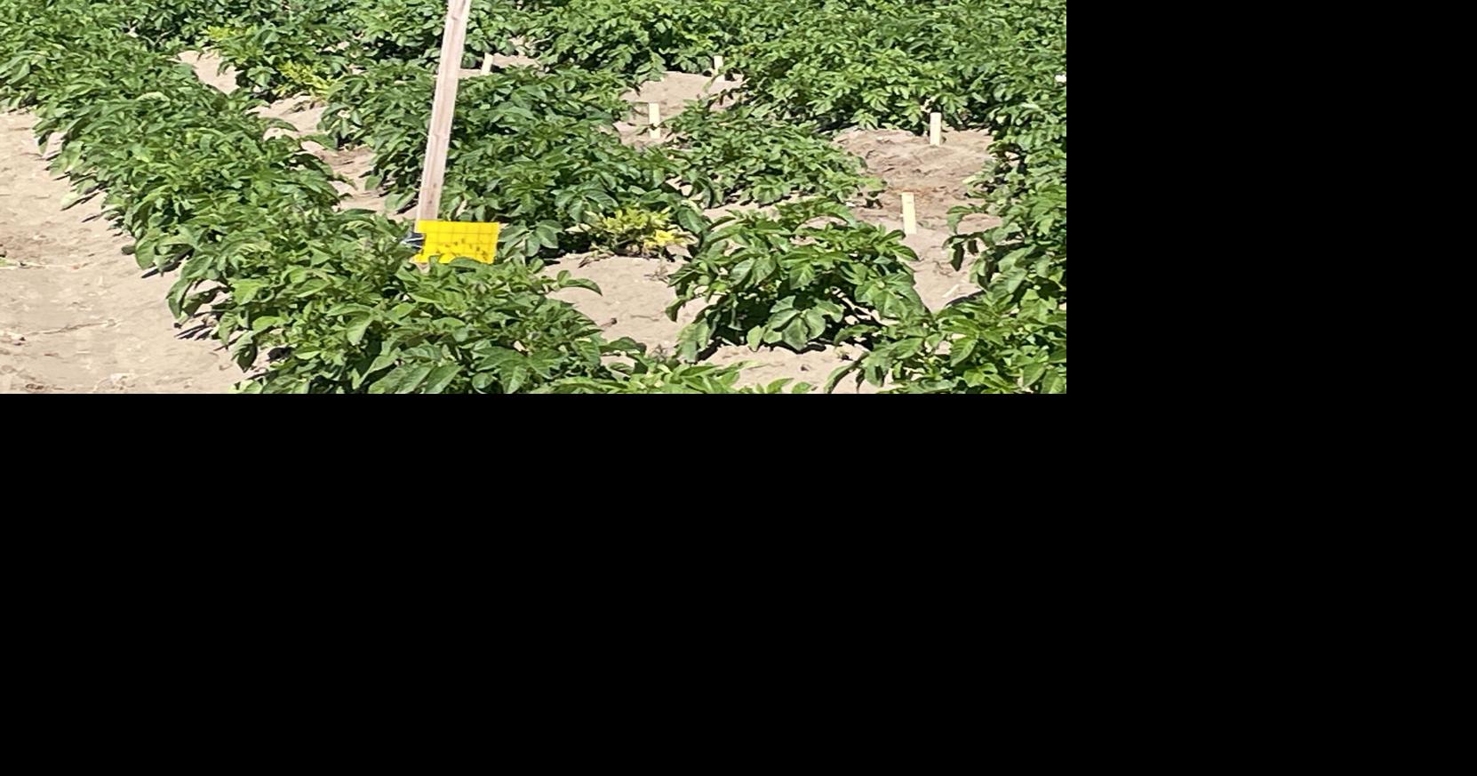 U of I monitoring program detects few potato psyllids but slightly more ...