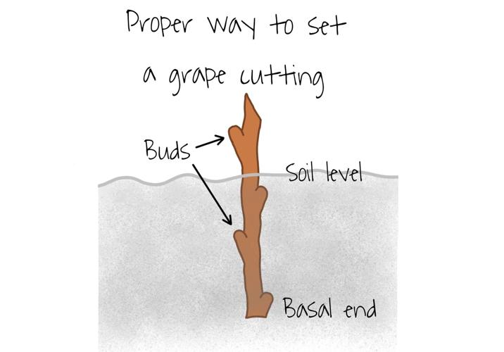In the Garden: Propagating your own grape vines | Columnists ...