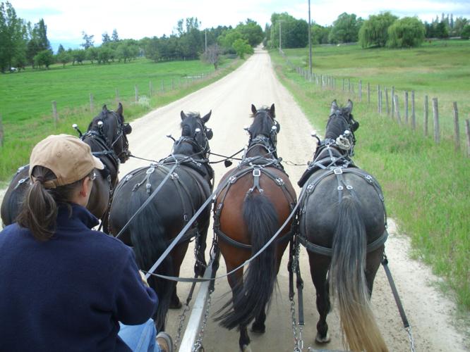 Barnyard Basics: Draft horses are for work and fun | Western Life ...