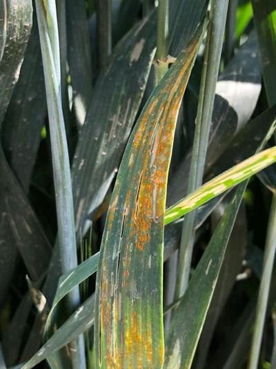 Stripe rust arrives in western Idaho | Crops | postregister.com
