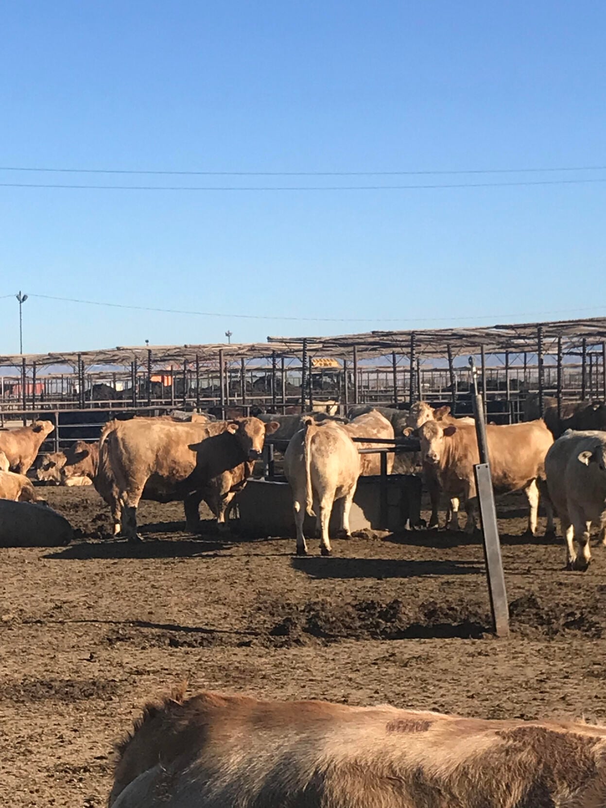 Dairy-Beef feeder calves | Farm & Ranch | postregister.com