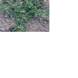 War on Weeds: Cutleaf nightshade | Pests & Weeds | postregister.com