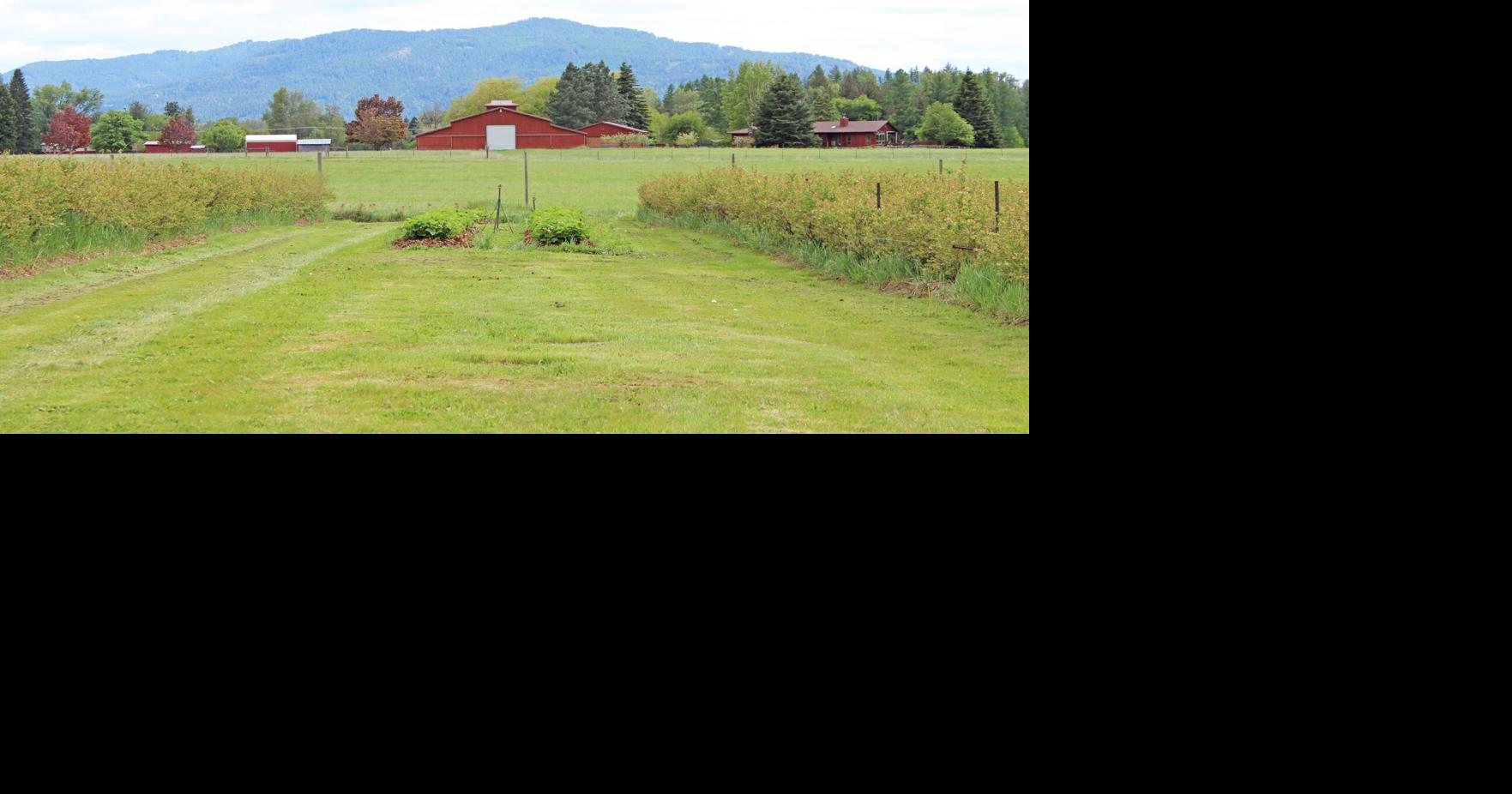 Bonner County agriculture dominated by lots of small farms | Farm ...