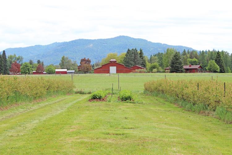 Bonner County agriculture dominated by lots of small farms | Farm ...